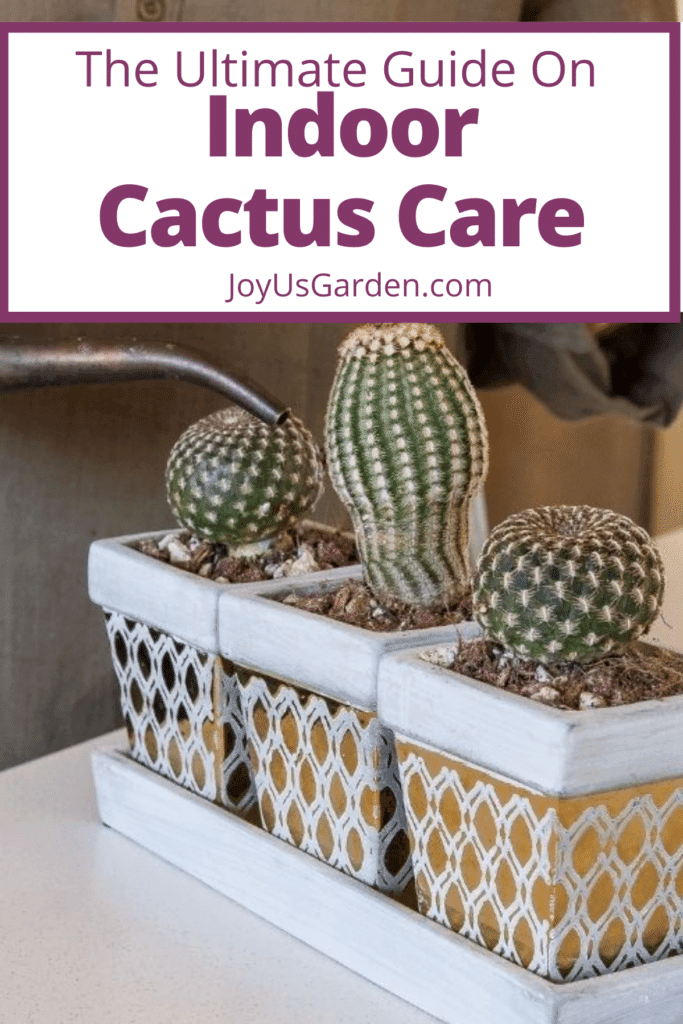 Indoor Cactus Care For Beginners (2025 Guide)