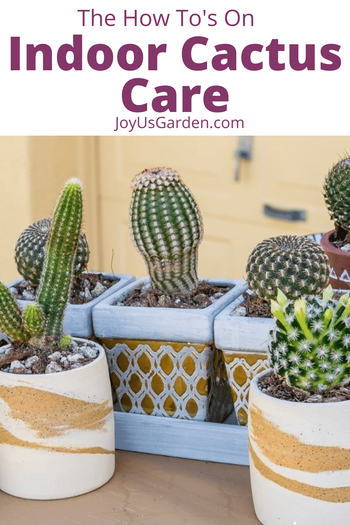 Indoor Cactus Care For Beginners (2025 Guide)