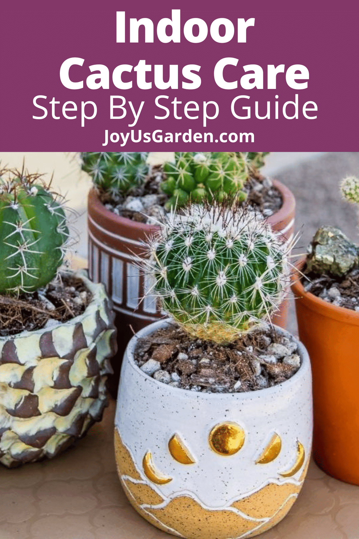 Indoor Cactus Care For Beginners (2025 Guide)