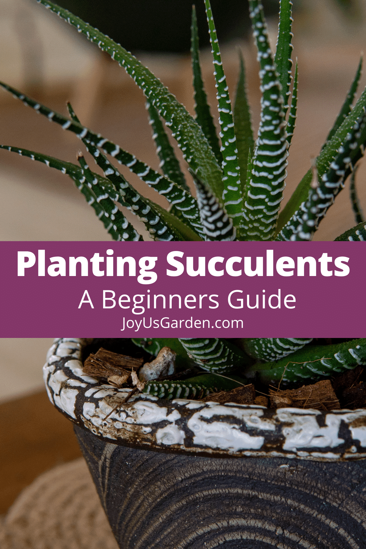 How to Plant Succulents In A Shallow Succulent Planter