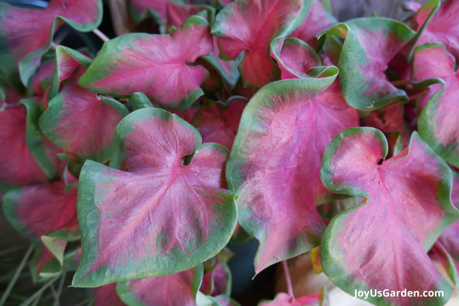 Shade-Loving Perennials: Plants To Brighten Shady Gardens