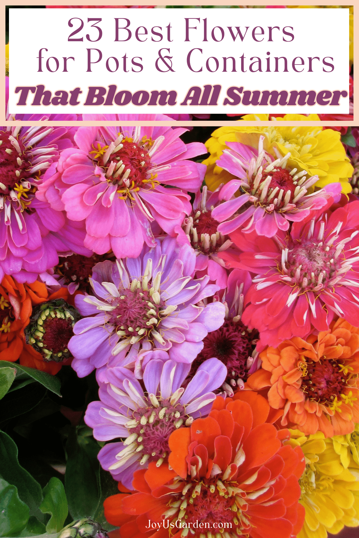 23 Best Flowers for Pots & Containers that Bloom All Summer Long