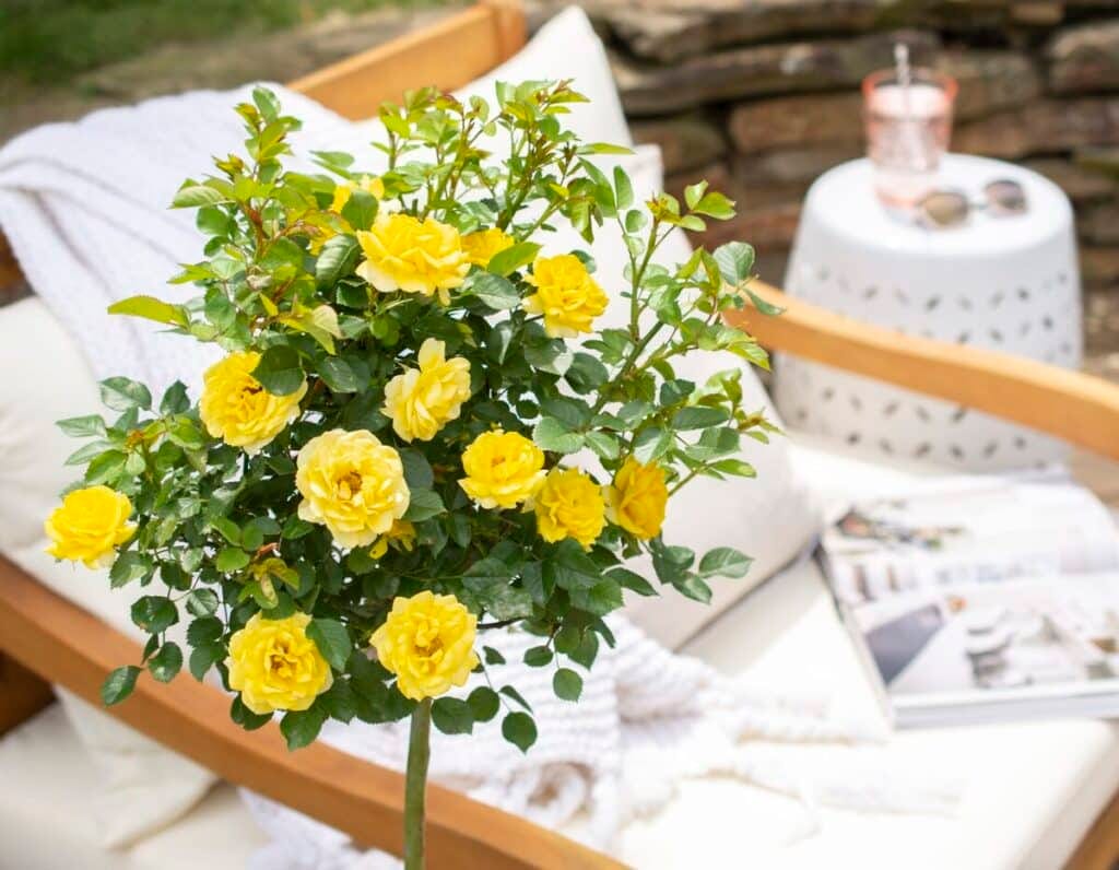 33 Roses For Containers; Plus Care & Growing Tips