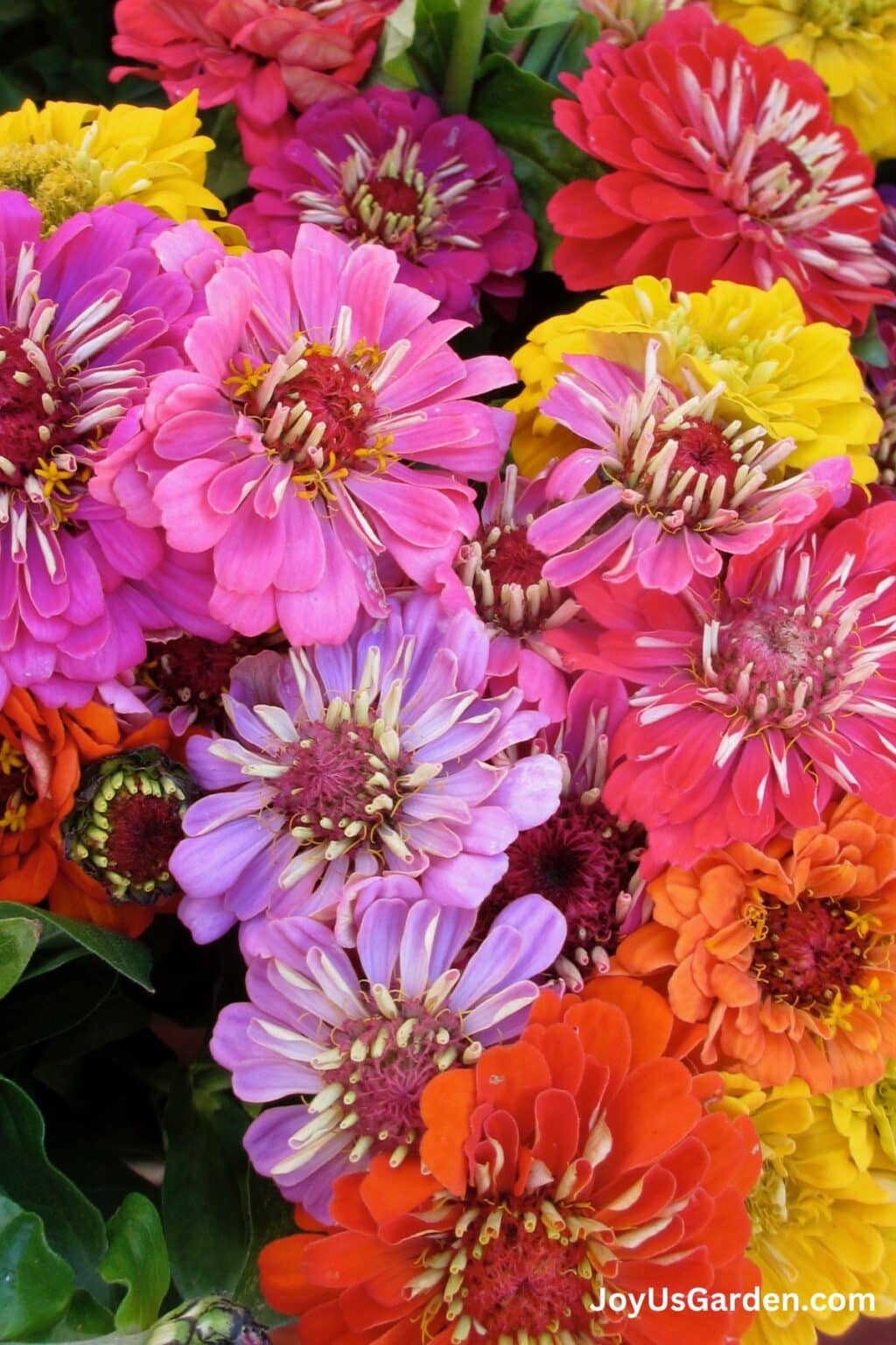 23 Best Flowers for Pots & Containers that Bloom All Summer Long