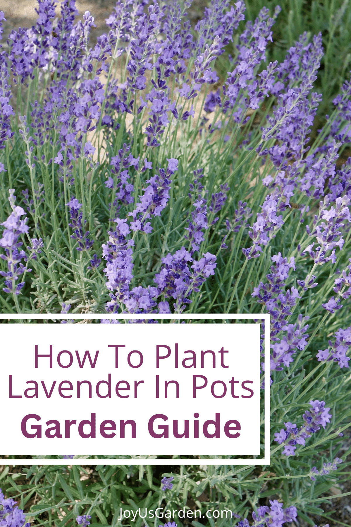 How to Plant Lavender in Pots: A Guide For Beginners