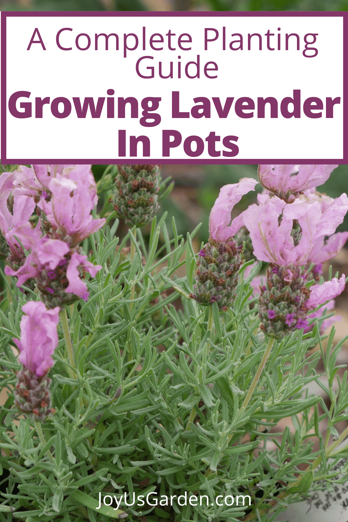 How to Plant Lavender in Pots: A Guide For Beginners