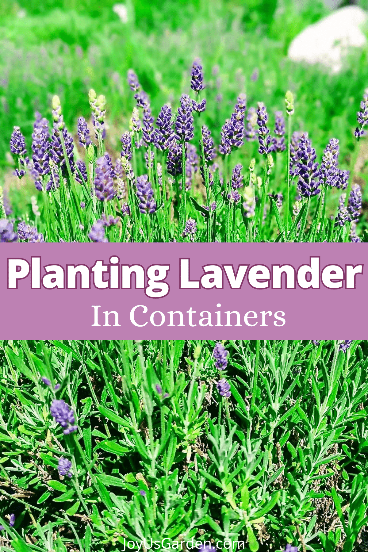 How to Plant Lavender in Pots: A Guide For Beginners