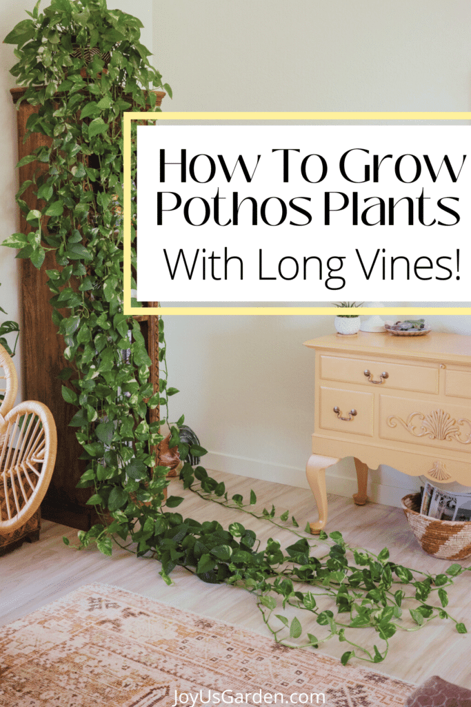 Full Pothos Plants With Long, Lush Vines: Care & Growing Tips