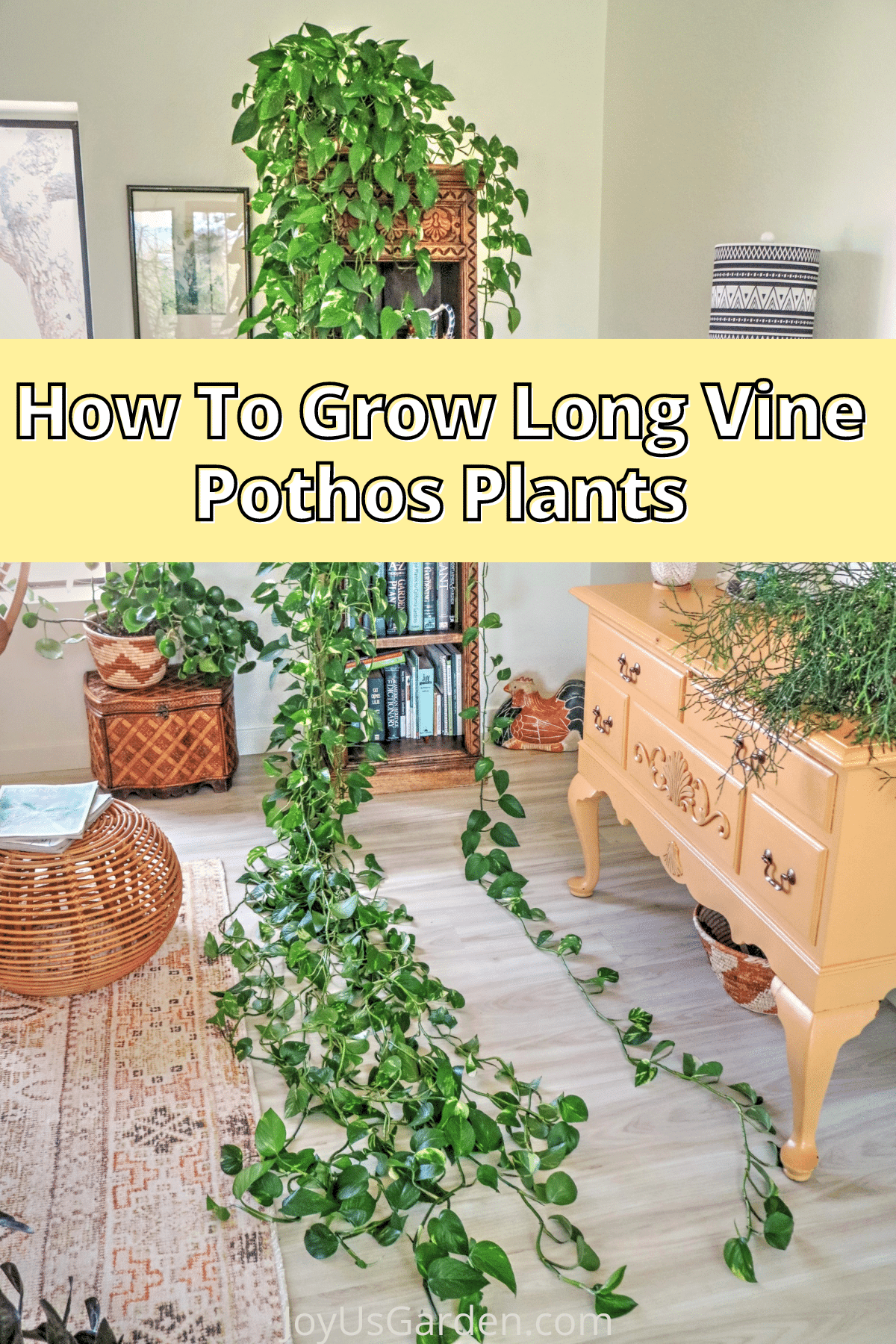 Full Pothos Plants With Long, Lush Vines: Care & Growing Tips