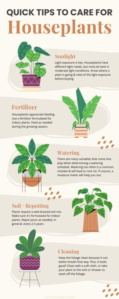 Indoor Plant Care: Top 11 Essential Tips (2025)