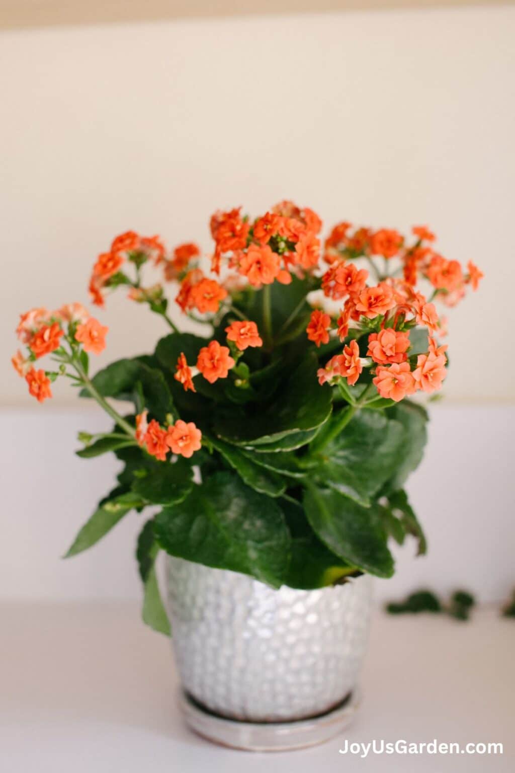 Calandiva Care and Growing Tips | Joy Us Garden