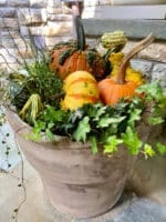 Fall Container Plantings: Top Choices For Stunning Autumn Pots