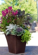 Fall Container Plantings: Top Choices For Stunning Autumn Pots