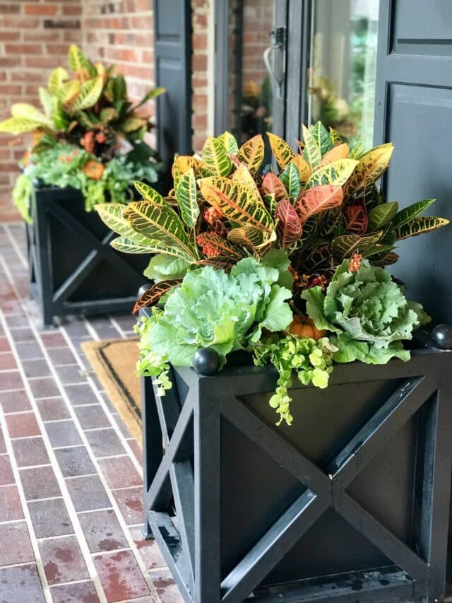 Fall Container Plantings: Top Choices For Stunning Autumn Pots