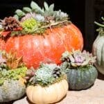 Fall Container Plantings: Top Choices For Stunning Autumn Pots