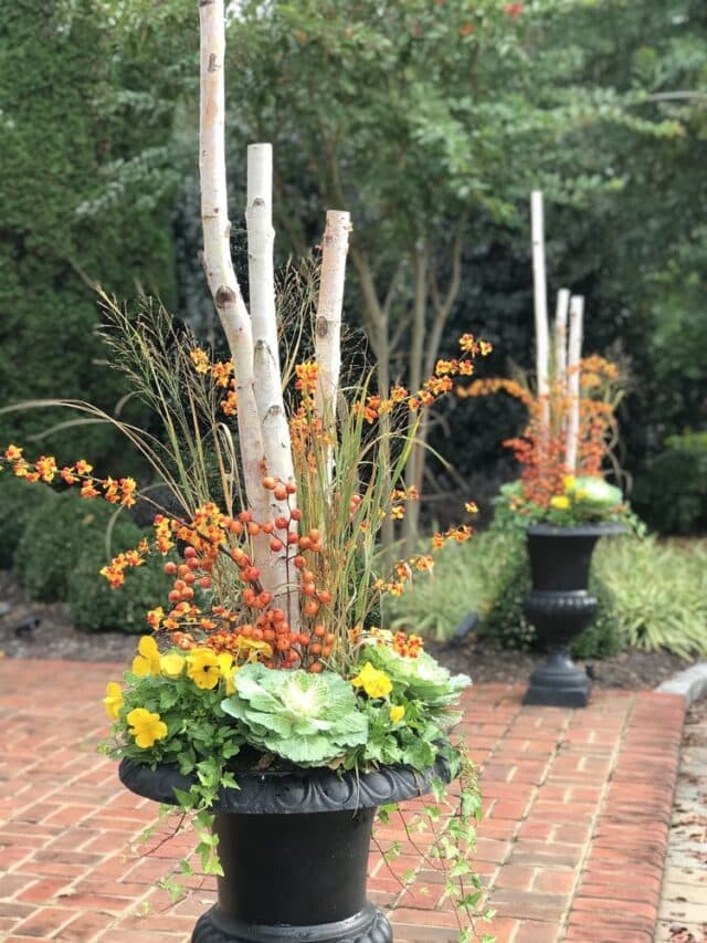 Fall Container Plantings: Top Choices For Stunning Autumn Pots