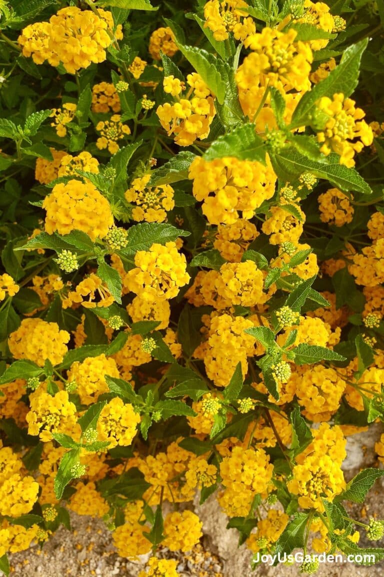 Pruning Lantana: Key Tips For Healthy Plants & Abundant Blooms