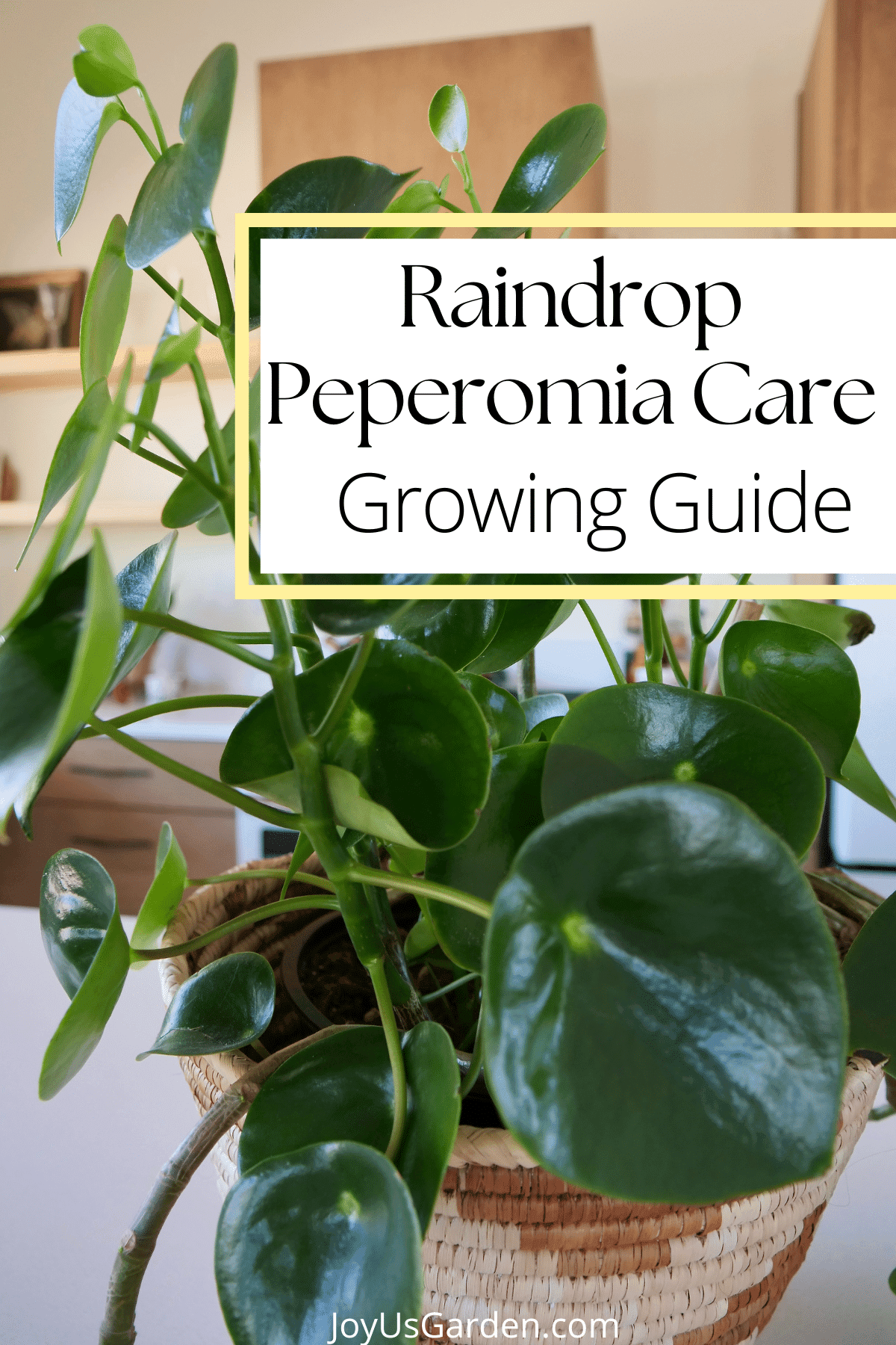 Raindrop Peperomia Care: Peperomia Polybotrya Growing Guide
