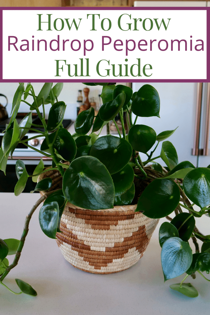 Raindrop Peperomia Care: Peperomia Polybotrya Growing Guide