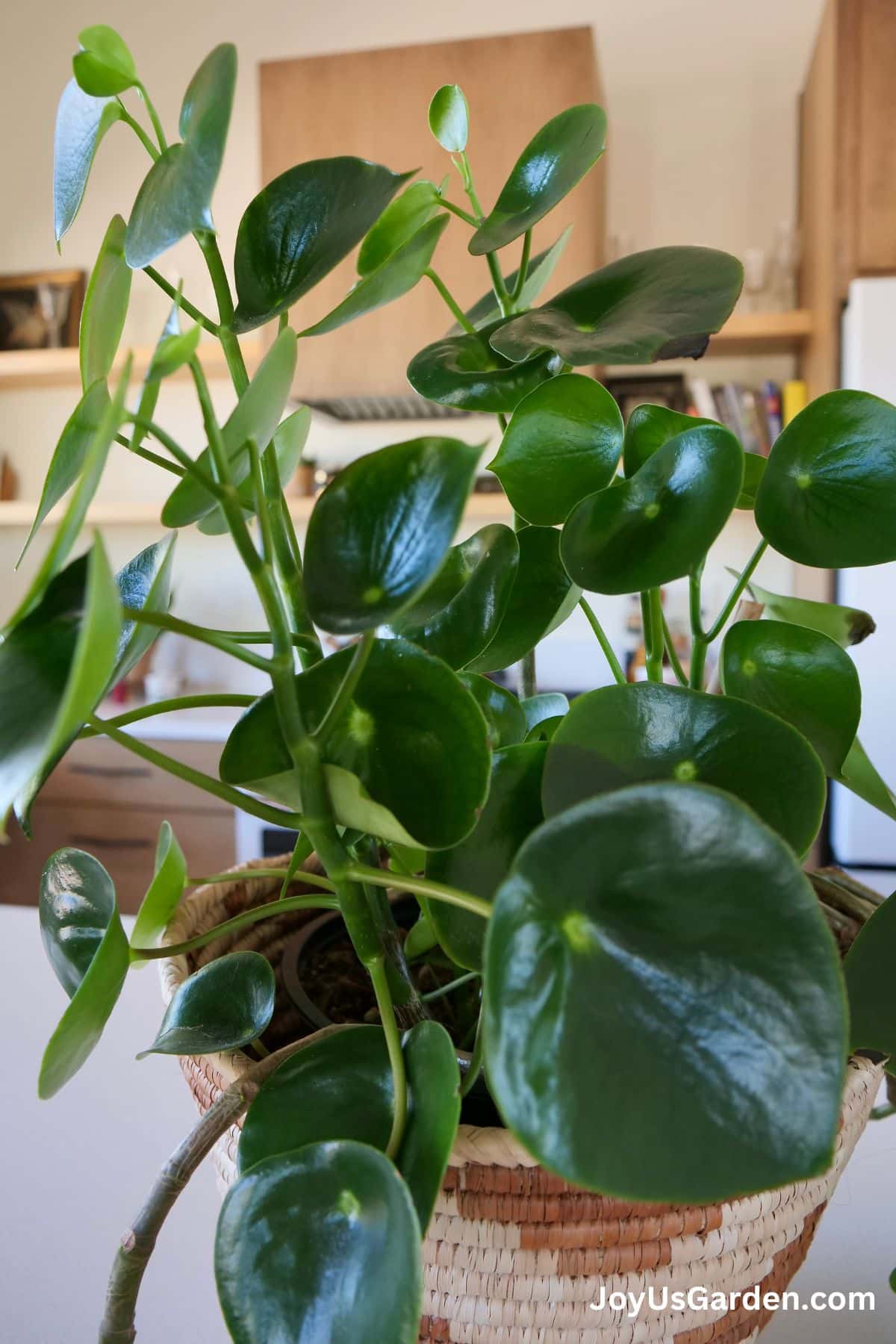Raindrop Peperomia Care: Peperomia Polybotrya Growing Guide