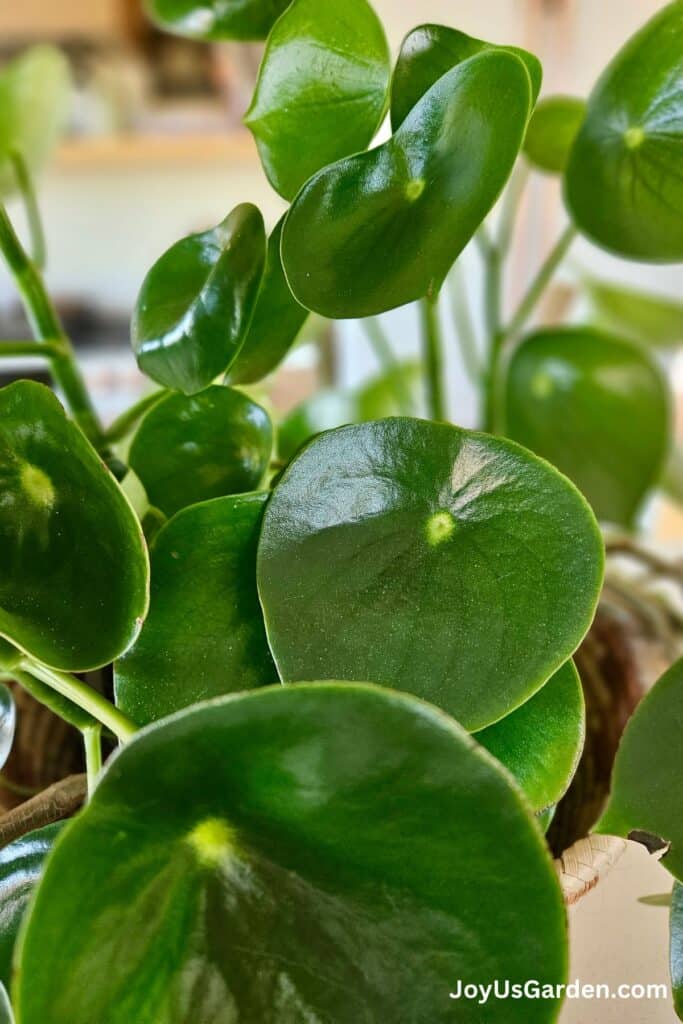 Raindrop Peperomia Care: Peperomia Polybotrya Growing Guide
