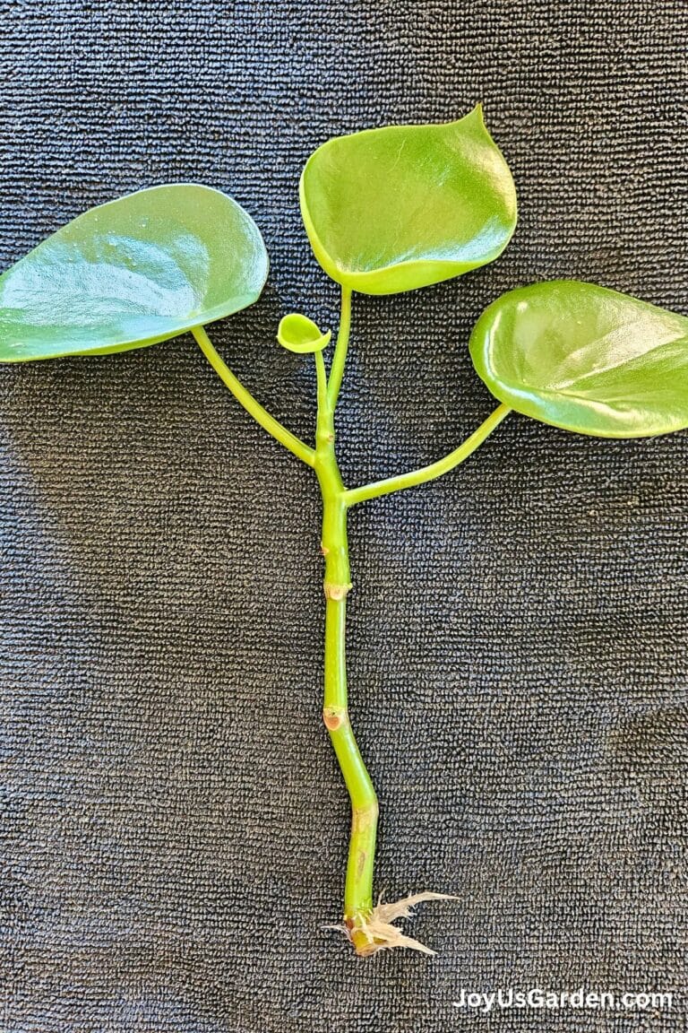 Raindrop Peperomia Care: Peperomia Polybotrya Growing Guide