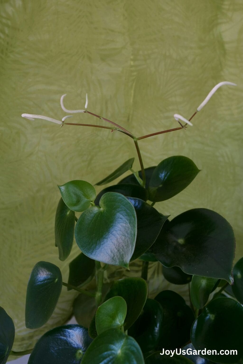 Raindrop Peperomia Care: Peperomia Polybotrya Growing Guide