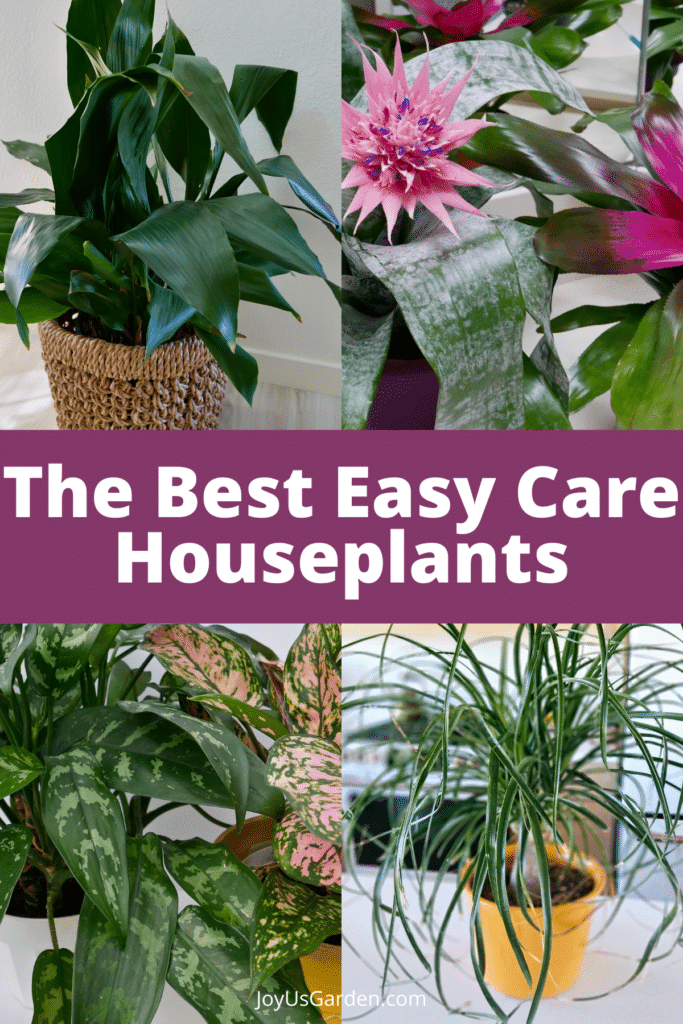 Easy Care Houseplants for Beginners: 19 Favorites