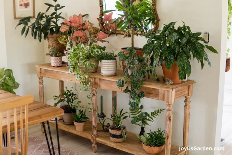 Table Plants: 14 Easy Houseplants For Home & Office