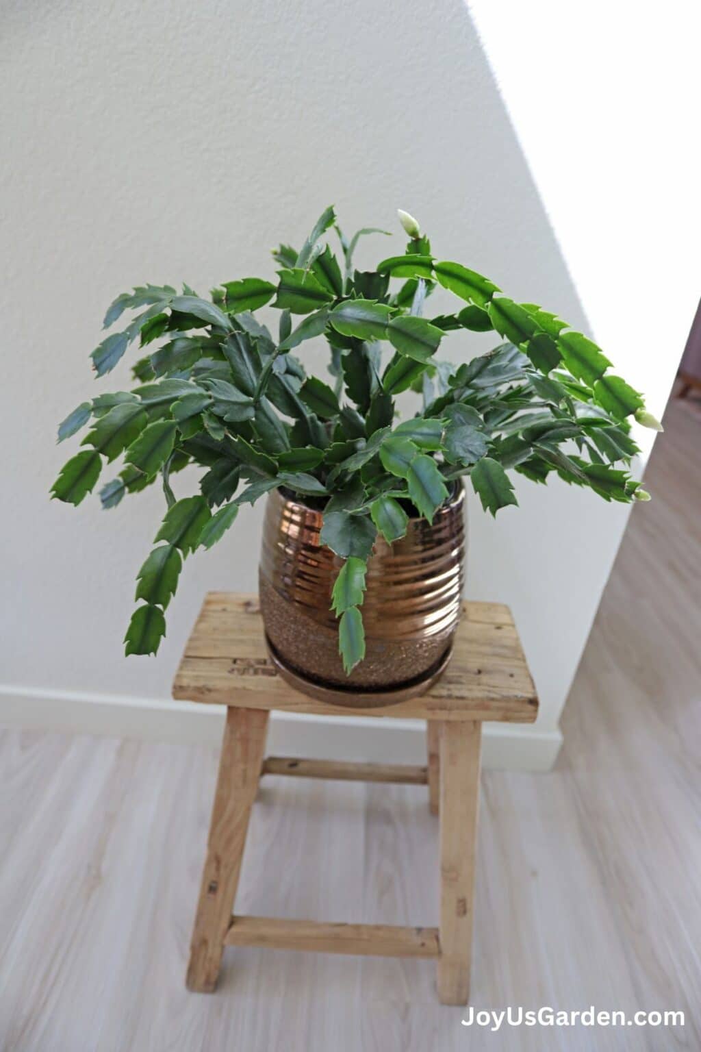 Table Plants: 14 Easy Houseplants For Home & Office