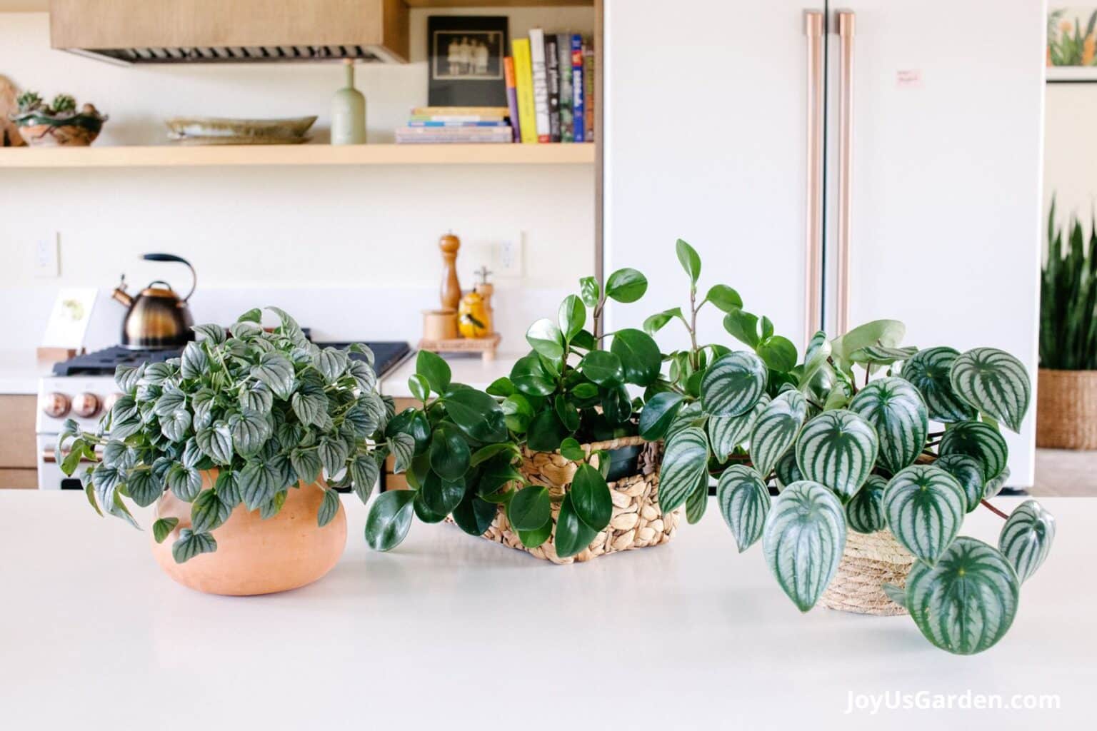 Table Plants: 14 Easy Houseplants For Home & Office